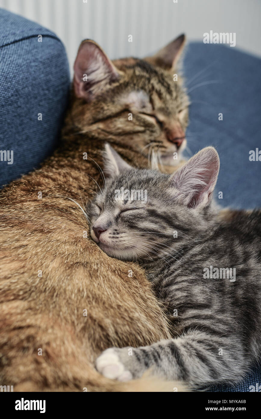 Cat with kitten (mother and daughter) sleep together on blue sofa ...