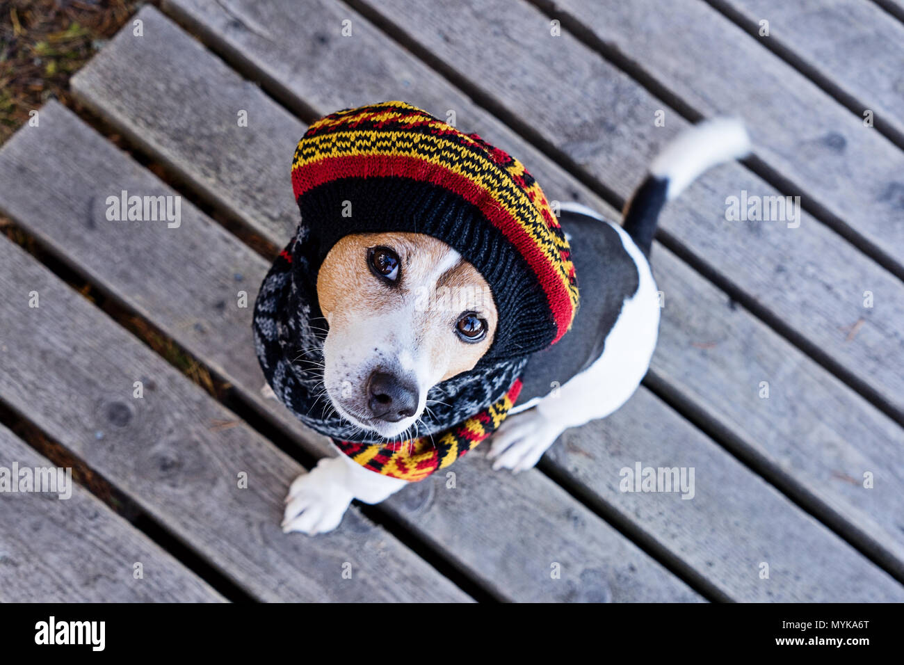 Above portrait of cute jack russell dog wearing in knitted beret and ...
