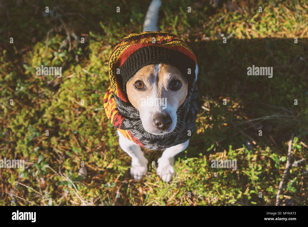 Above portrait of cute jack russell dog wearing in knitted beret and ...