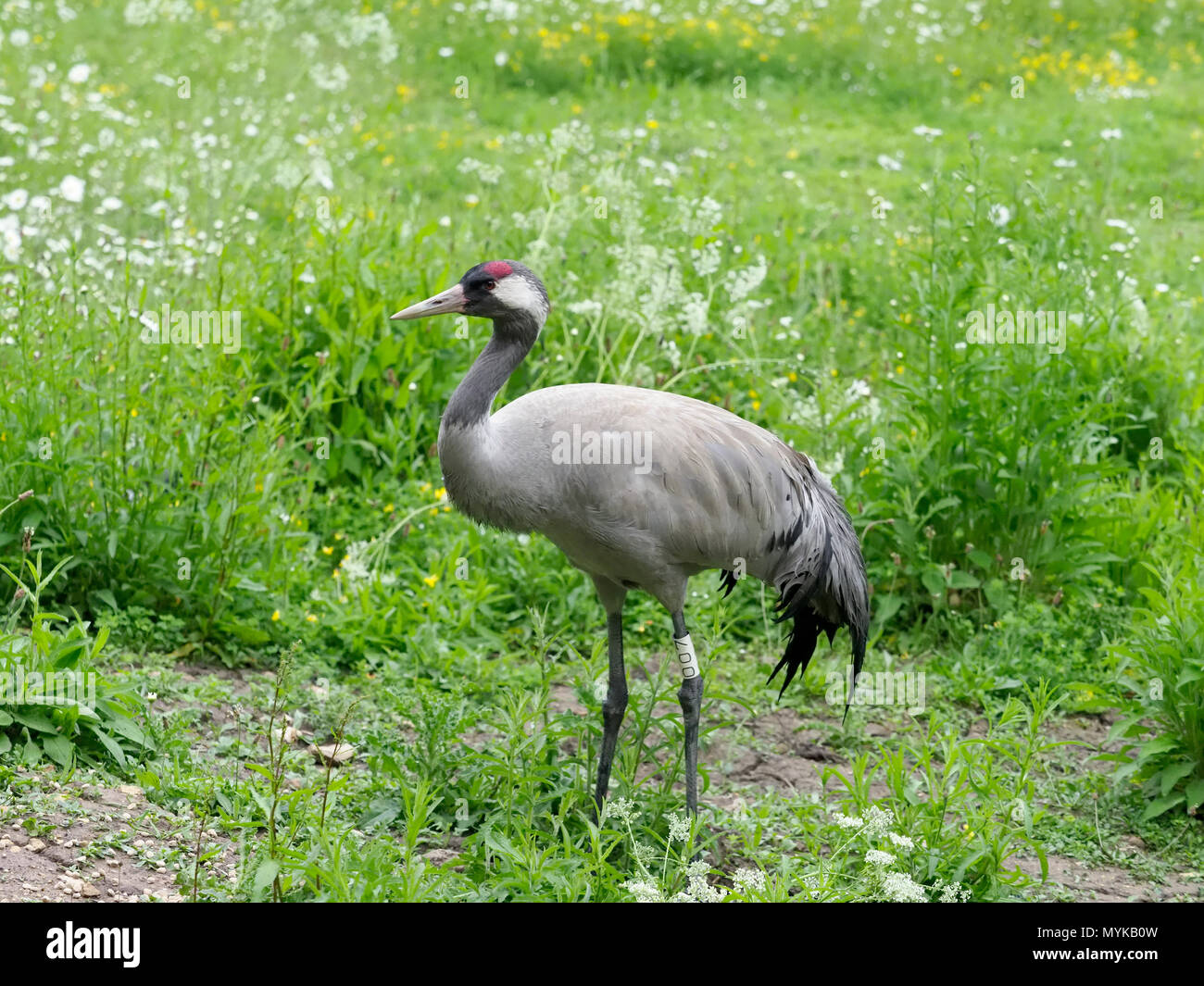 Common or European crane, Grus grus, single bird in field, captive ...