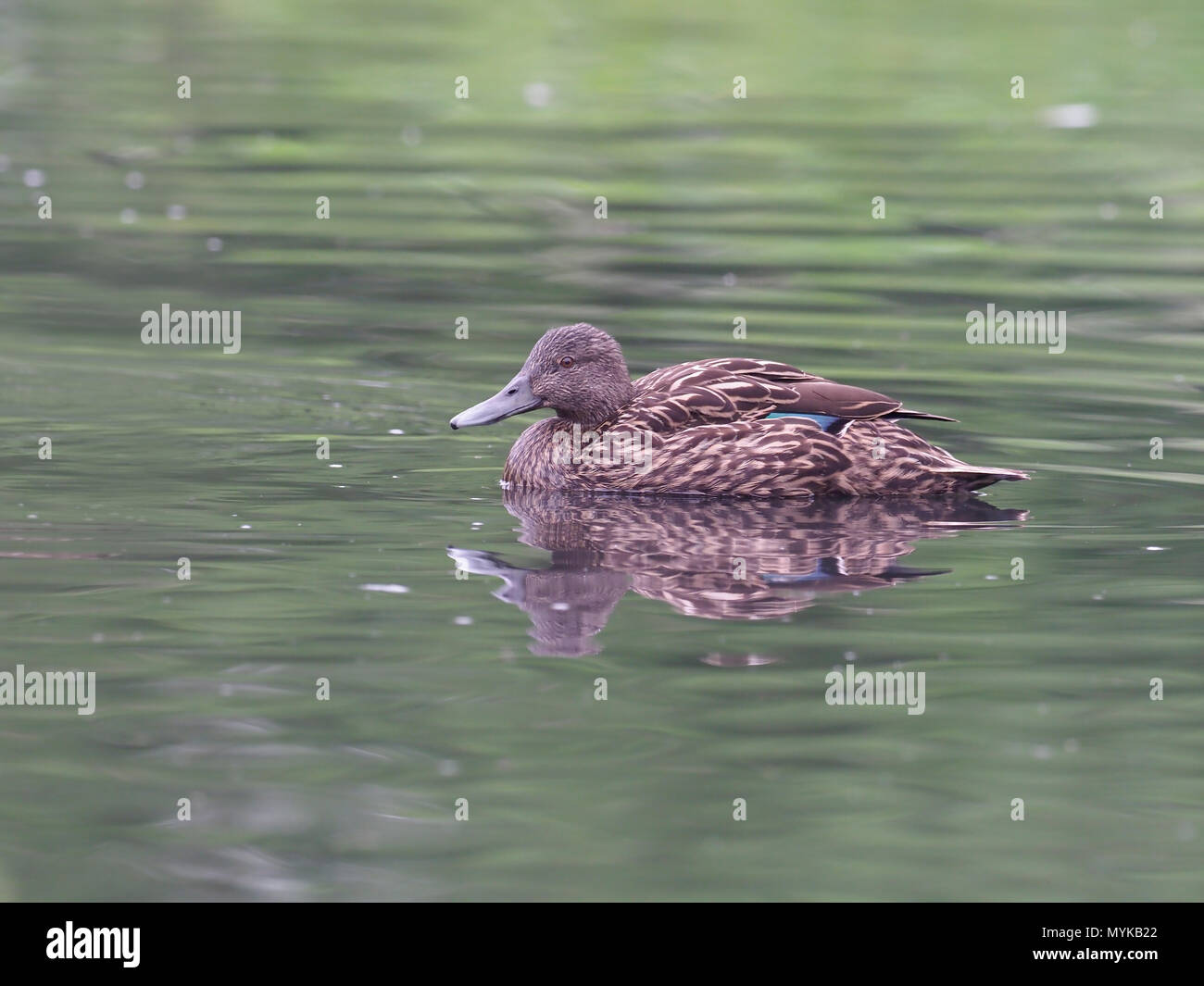 Meller's duck, Anas melleri, single bird on water, captive, June 2018 ...