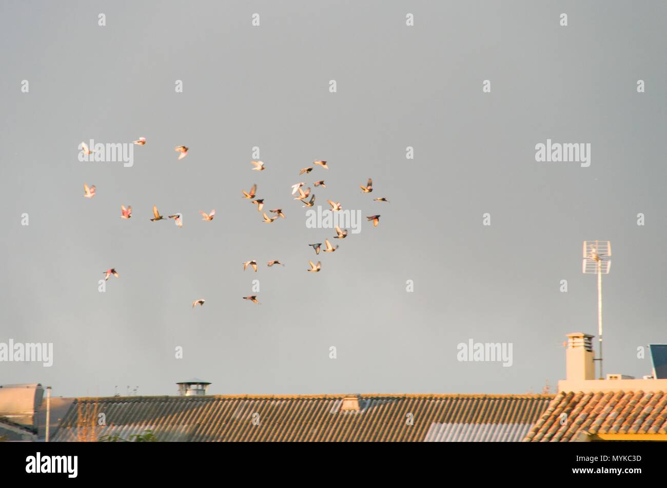 Group of doves flying competing in the art of the colombicultura Stock ...