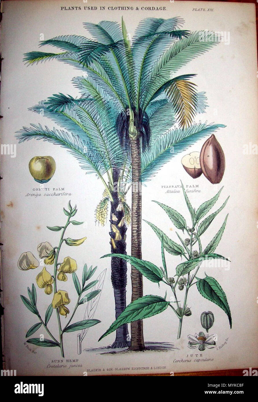 Piassava Palm High Resolution Stock Photography and Images - Alamy