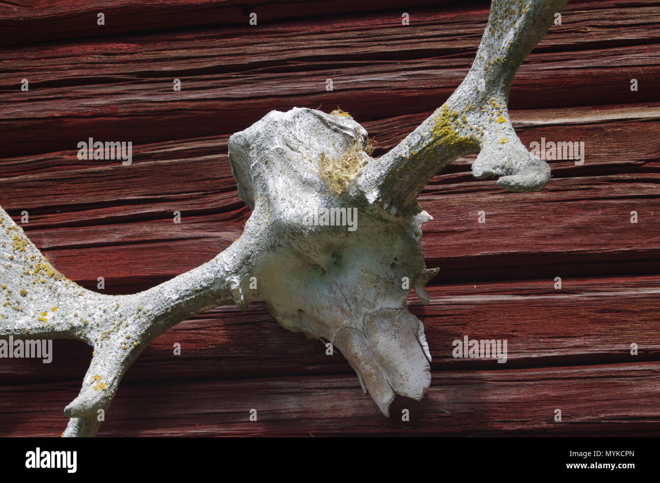 Skull of a moose hanging on a wooden building Stock Photo - Alamy