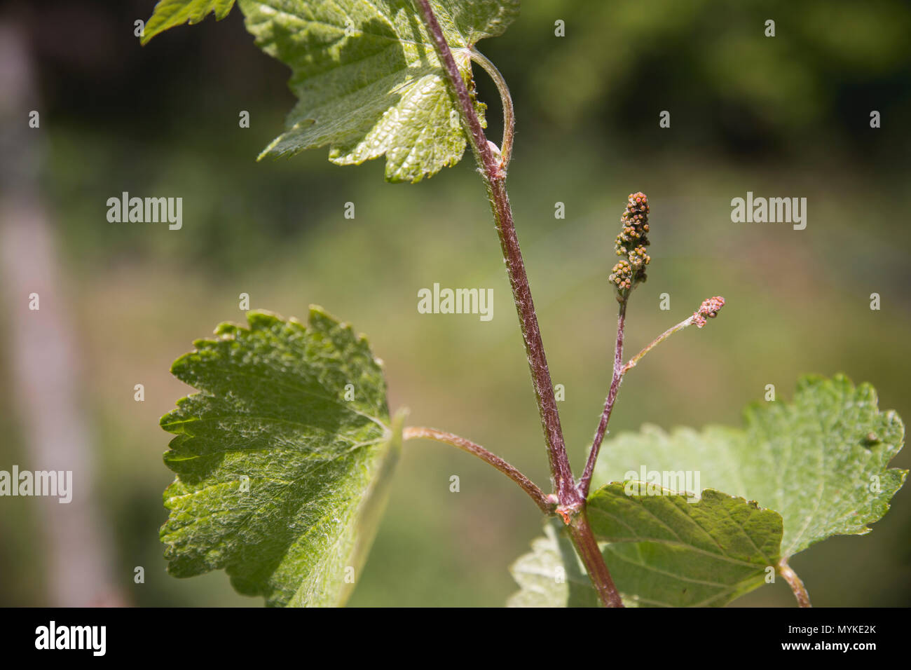 Green vine with small bunches of grapes Stock Photo - Alamy
