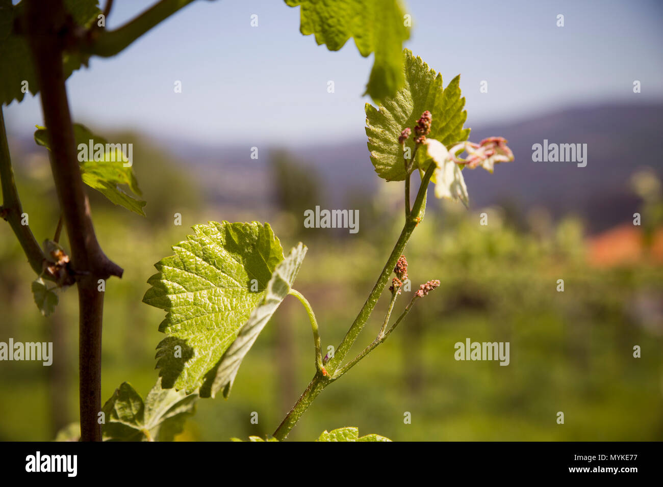 Closeup beautiful green grapevine leaf hi-res stock photography and ...