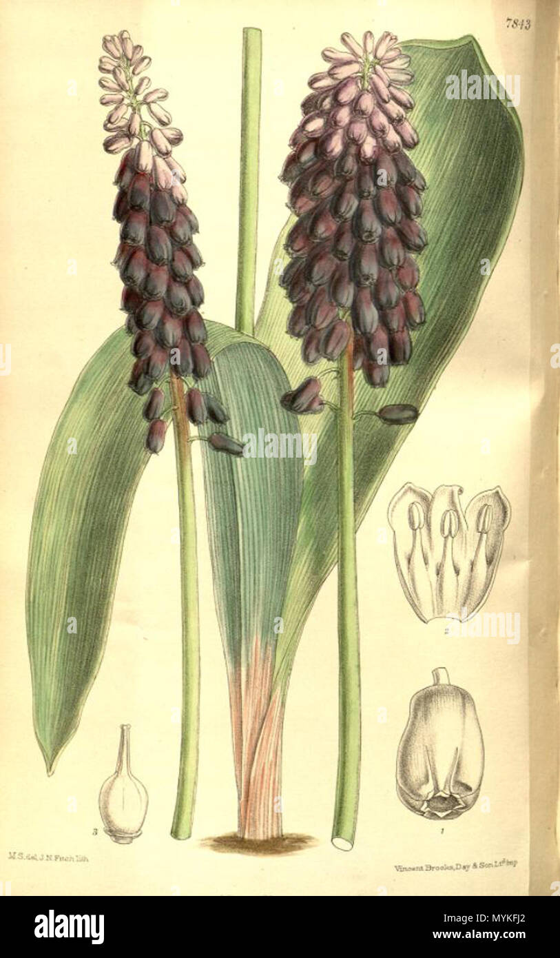 . Illustration of Muscari latifolium . 1902. Joseph Dalton Hooker (1817 ...