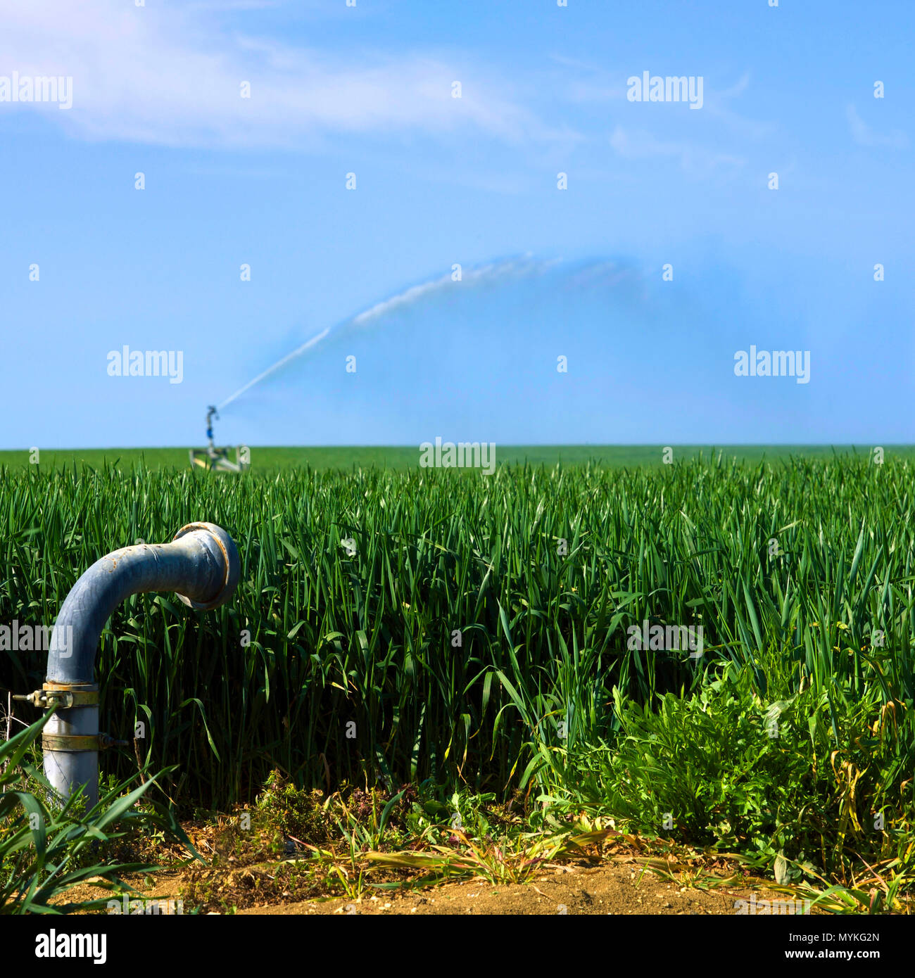 Maize watering irrigation field agriculture hi-res stock photography ...