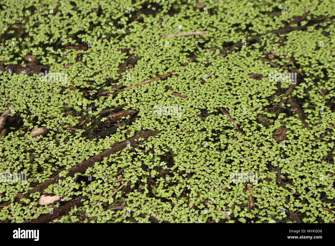 Natural pond with Lemna minor Stock Photo - Alamy