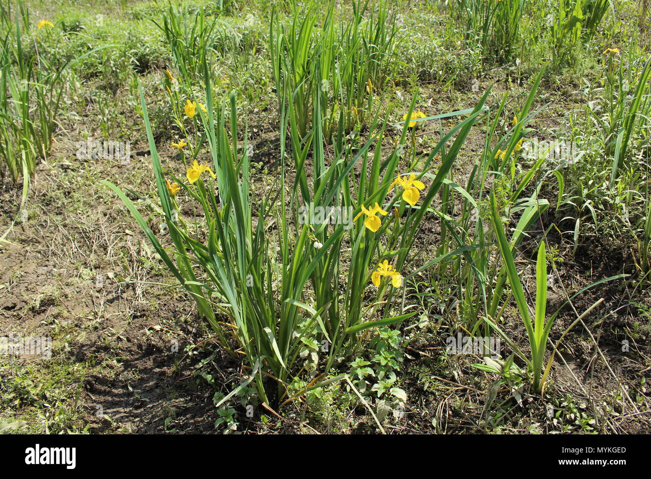 Iris pseudacorus isolated hi-res stock photography and images - Alamy