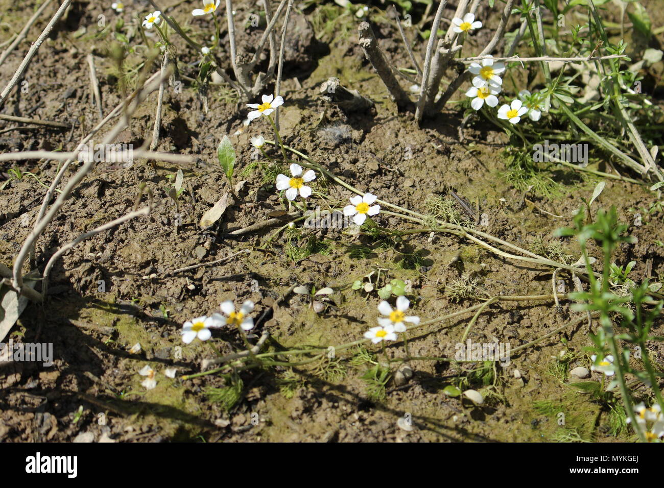 Flowers of Ranunculus aquatilis outside of water on the wet soil Stock ...