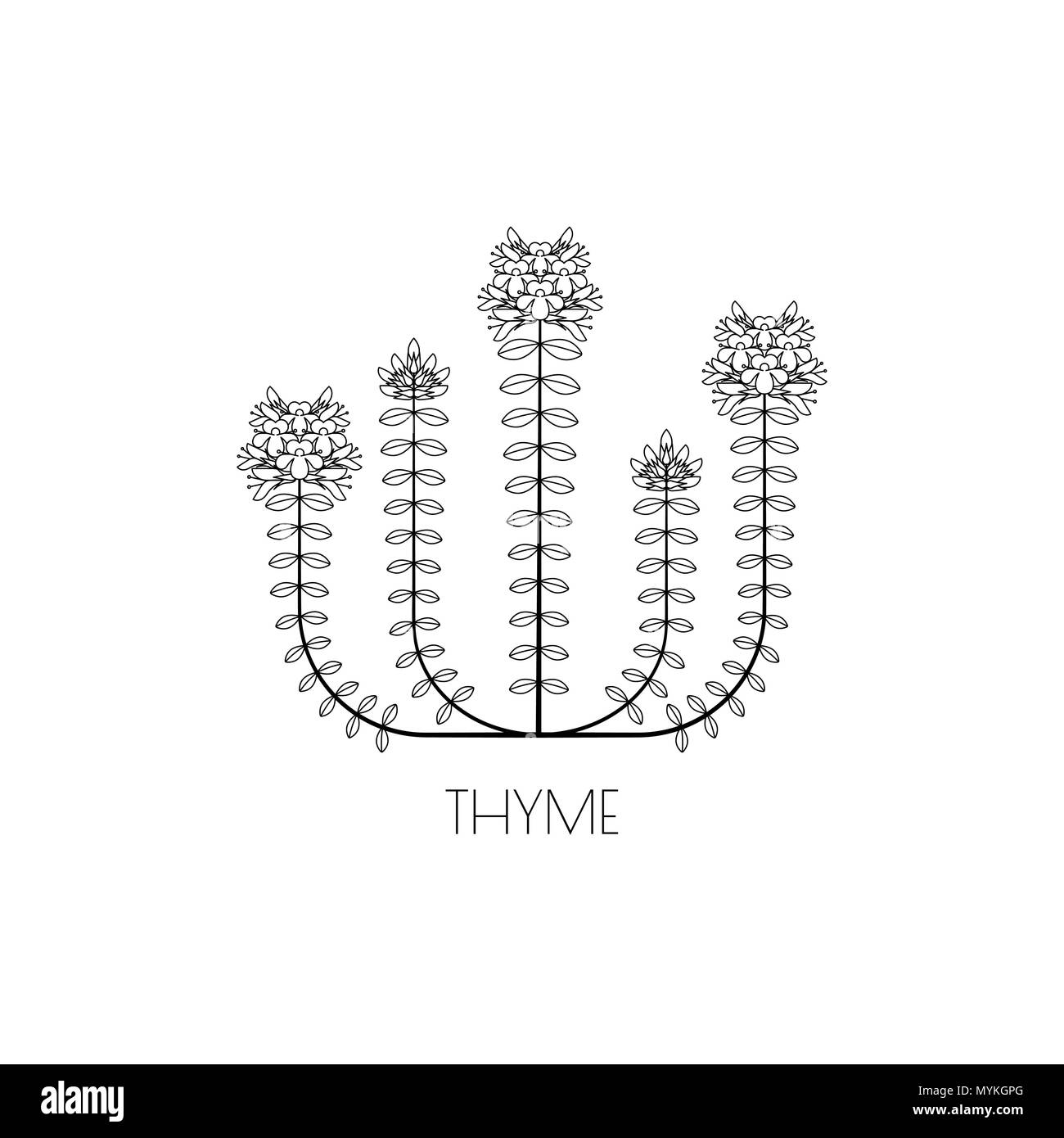 Thyme medicinal herb, contour icon isolated on white background Stock ...