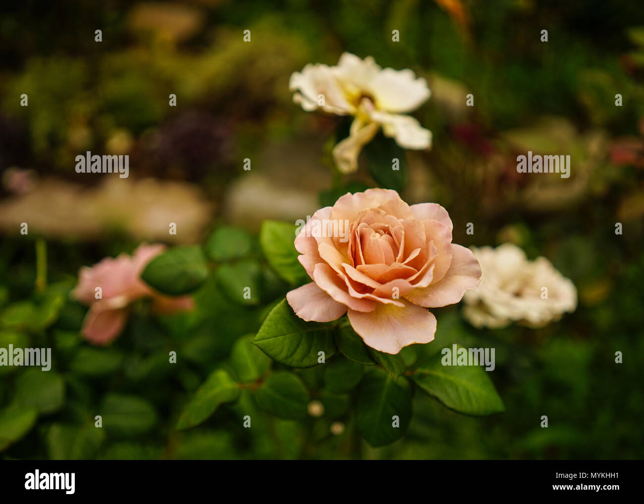 Field grown garden rose hi-res stock photography and images - Alamy