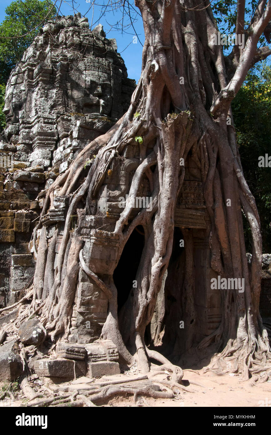Angkor Cambodia, Sacred fig roots growing over the entrance way to the ...