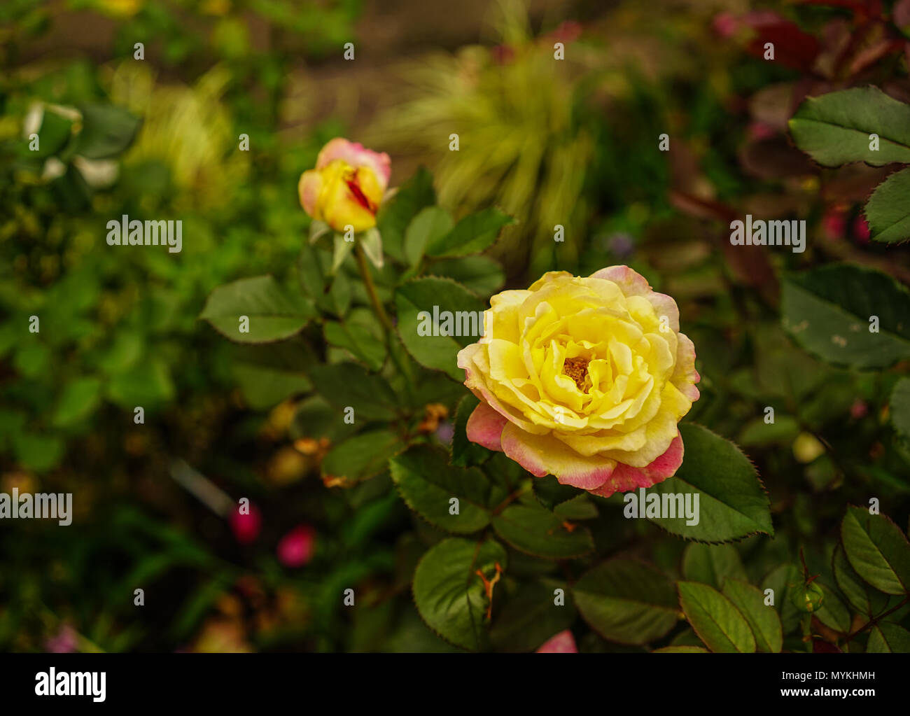 Field grown garden rose hi-res stock photography and images - Alamy