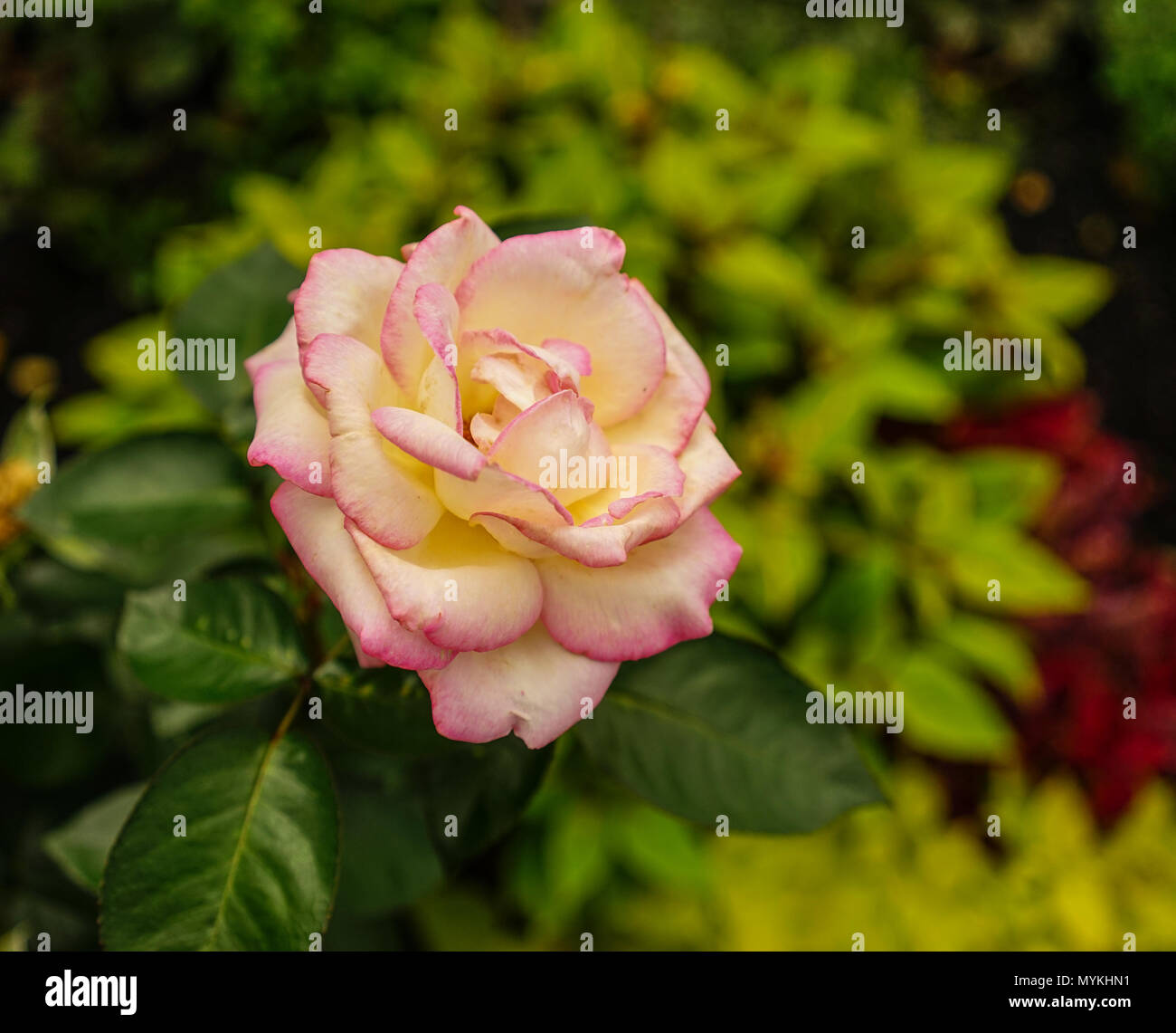 Rose osaka hi-res stock photography and images - Alamy