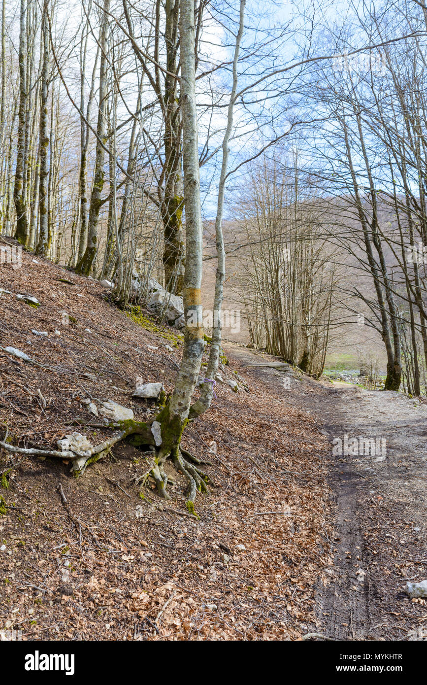 Picinisco Stock Photos & Picinisco Stock Images - Alamy