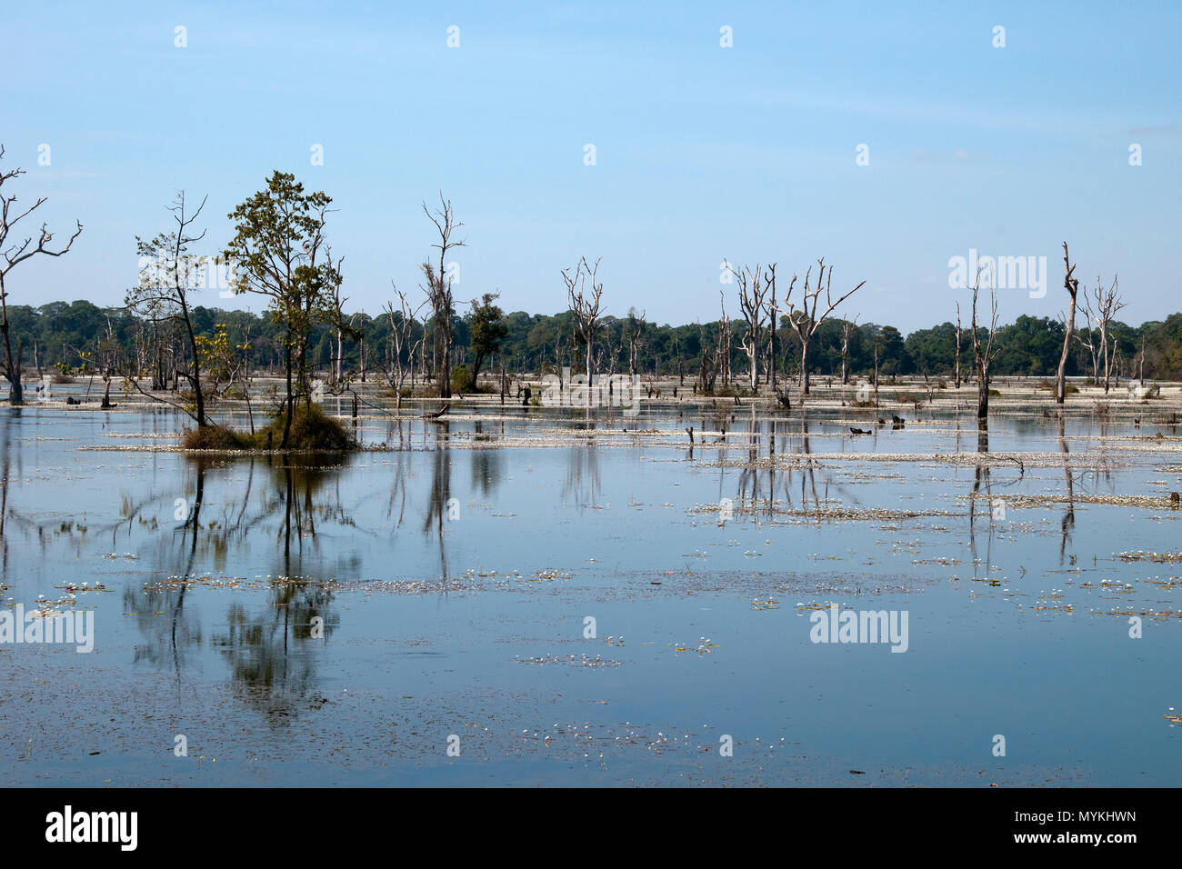 Siem Reap Cambodia, view of moat with dead trees around Preah Neak Poan ...