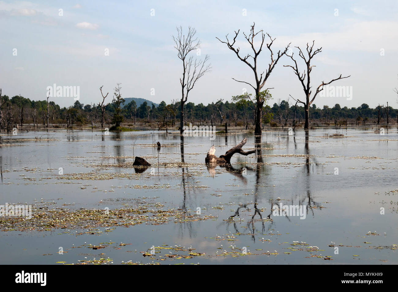 Angkor Cambodia, view of moat with dead trees around Preah Neak Poan ...