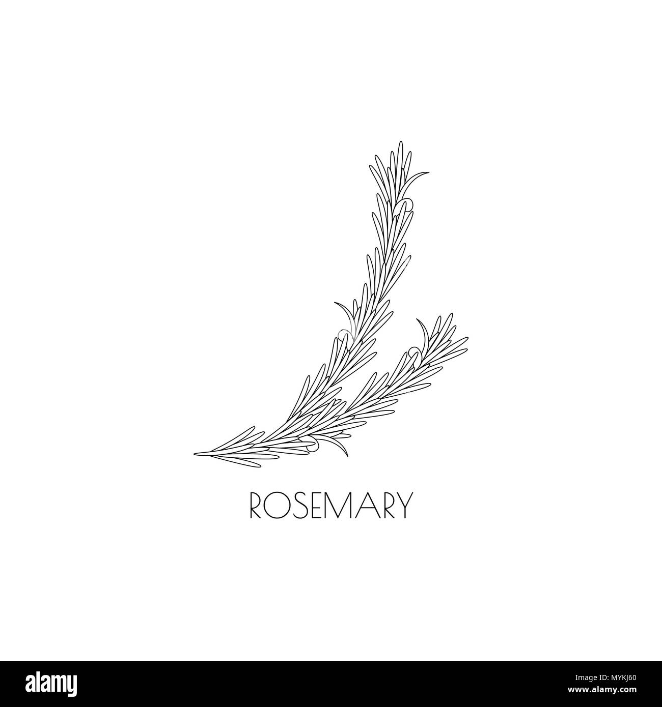 Rosemary vector Black and White Stock Photos & Images - Alamy