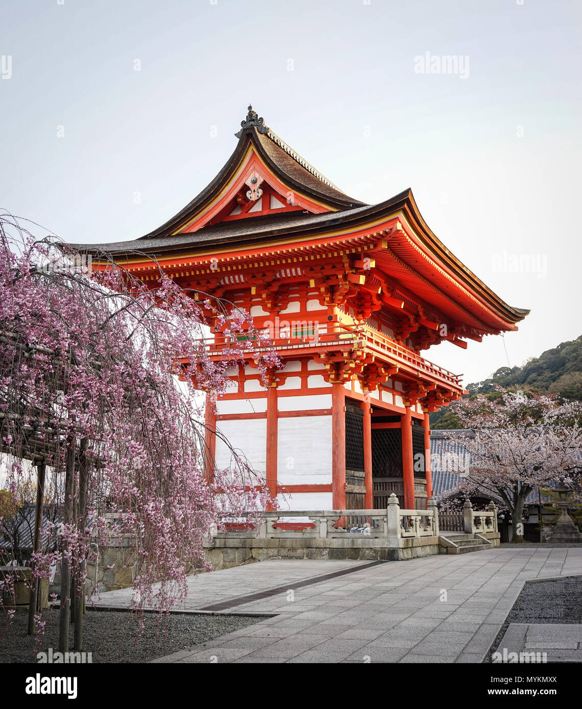 Ancient temple with cherry flowers at spring time in Kyoto, Japan Stock ...
