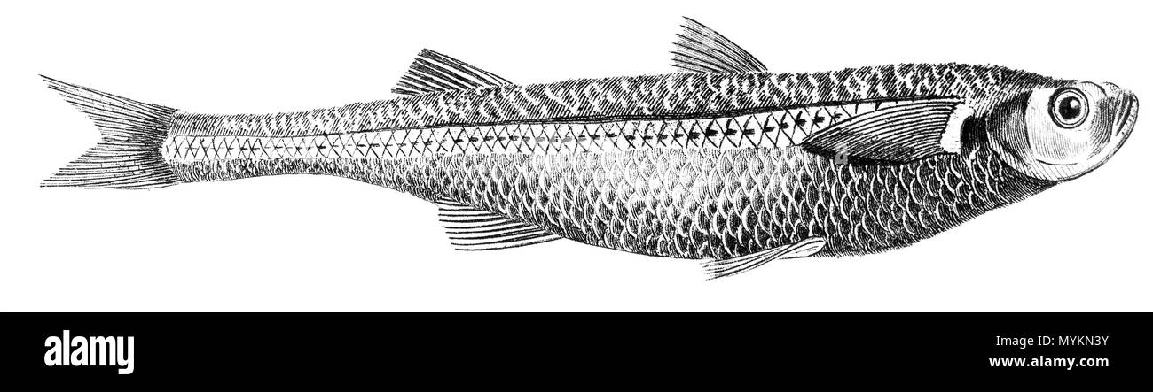 Atherion hi-res stock photography and images - Alamy