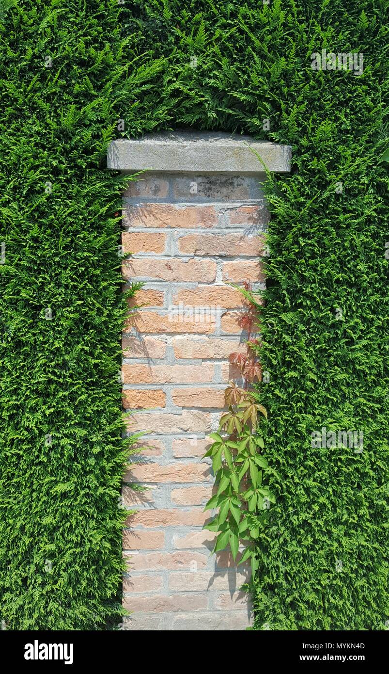 Brick column in ivy Stock Photo - Alamy