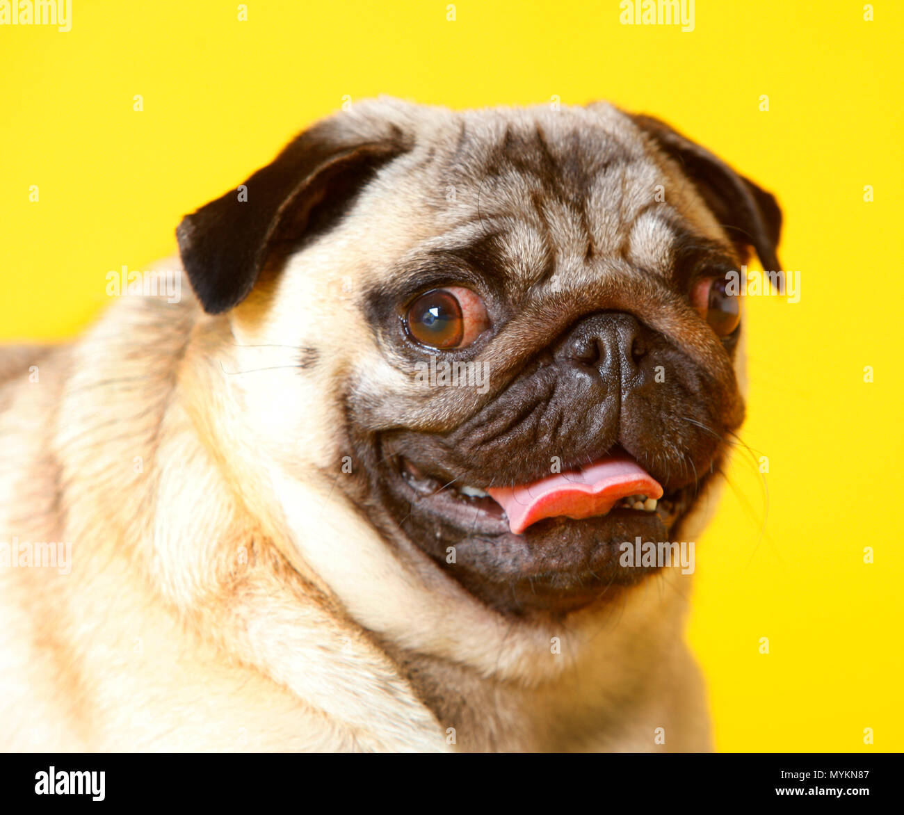 Funny yellow shaggy dog hi-res stock photography and images - Alamy