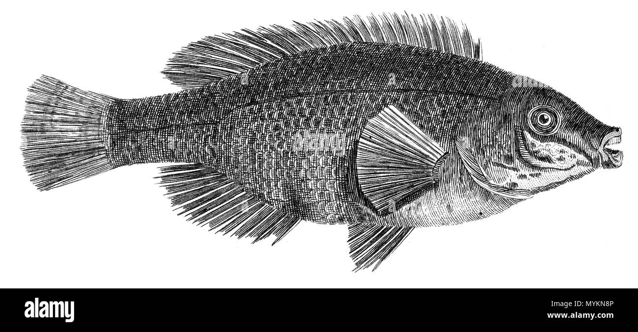 C rupestris Black and White Stock Photos & Images - Alamy