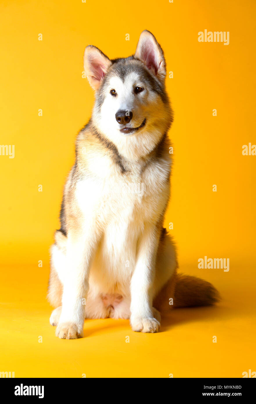 Yellow Husky