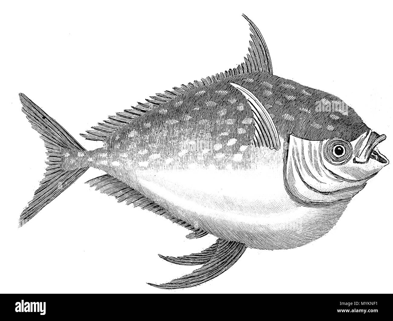 Lampriformes hi-res stock photography and images - Alamy