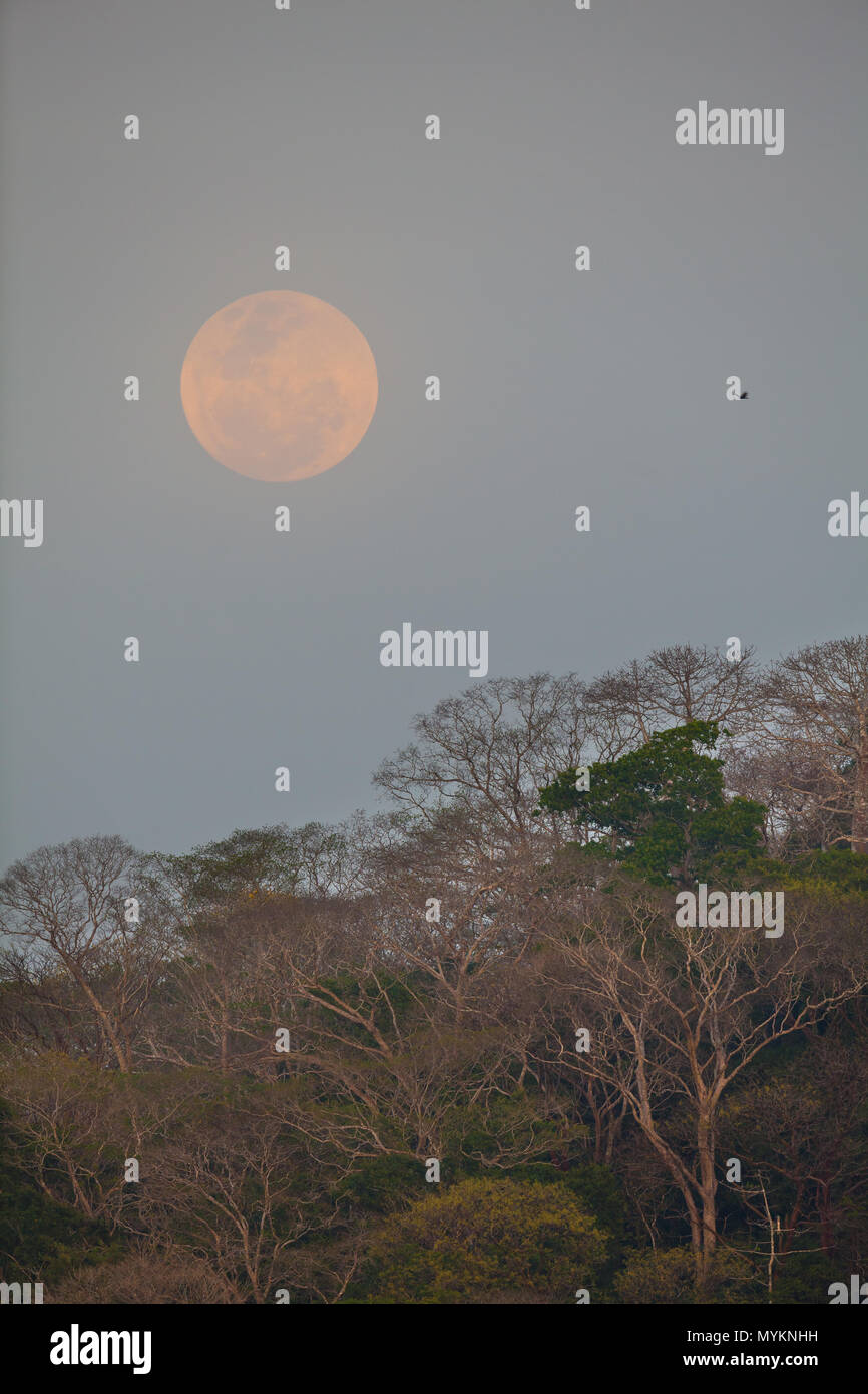 Rising moon above the rainforest of Soberania national park, Republic ...