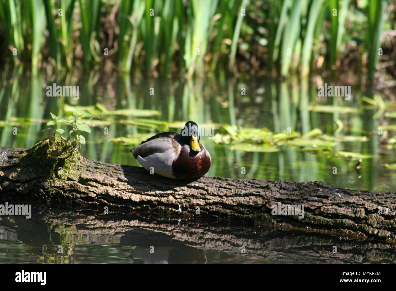 Single duck hi-res stock photography and images - Alamy