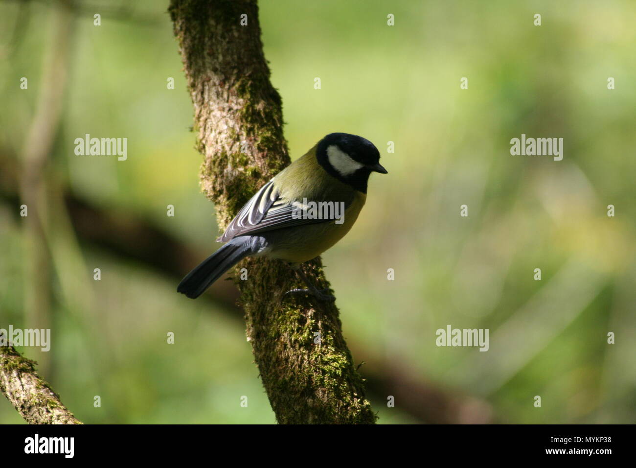Yellow bird on branch farmland cardiff Stock Photo - Alamy