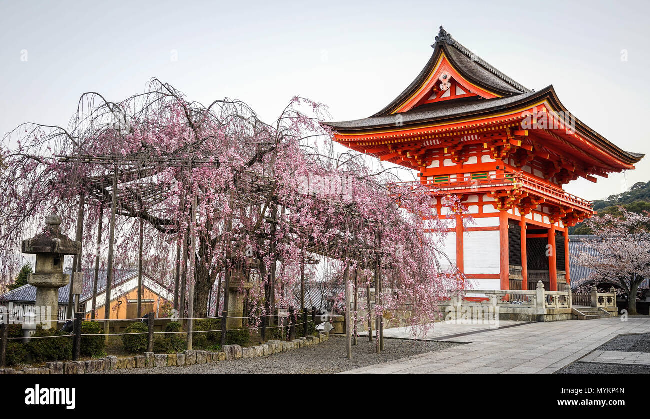 Ancient temple with cherry flowers at spring time in Kyoto, Japan Stock ...