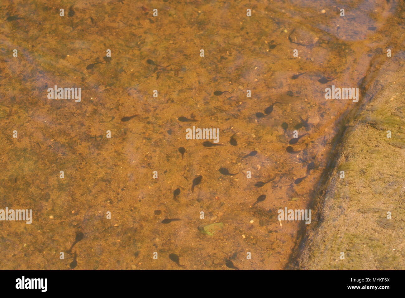 Frogs tadpoles hi-res stock photography and images - Alamy