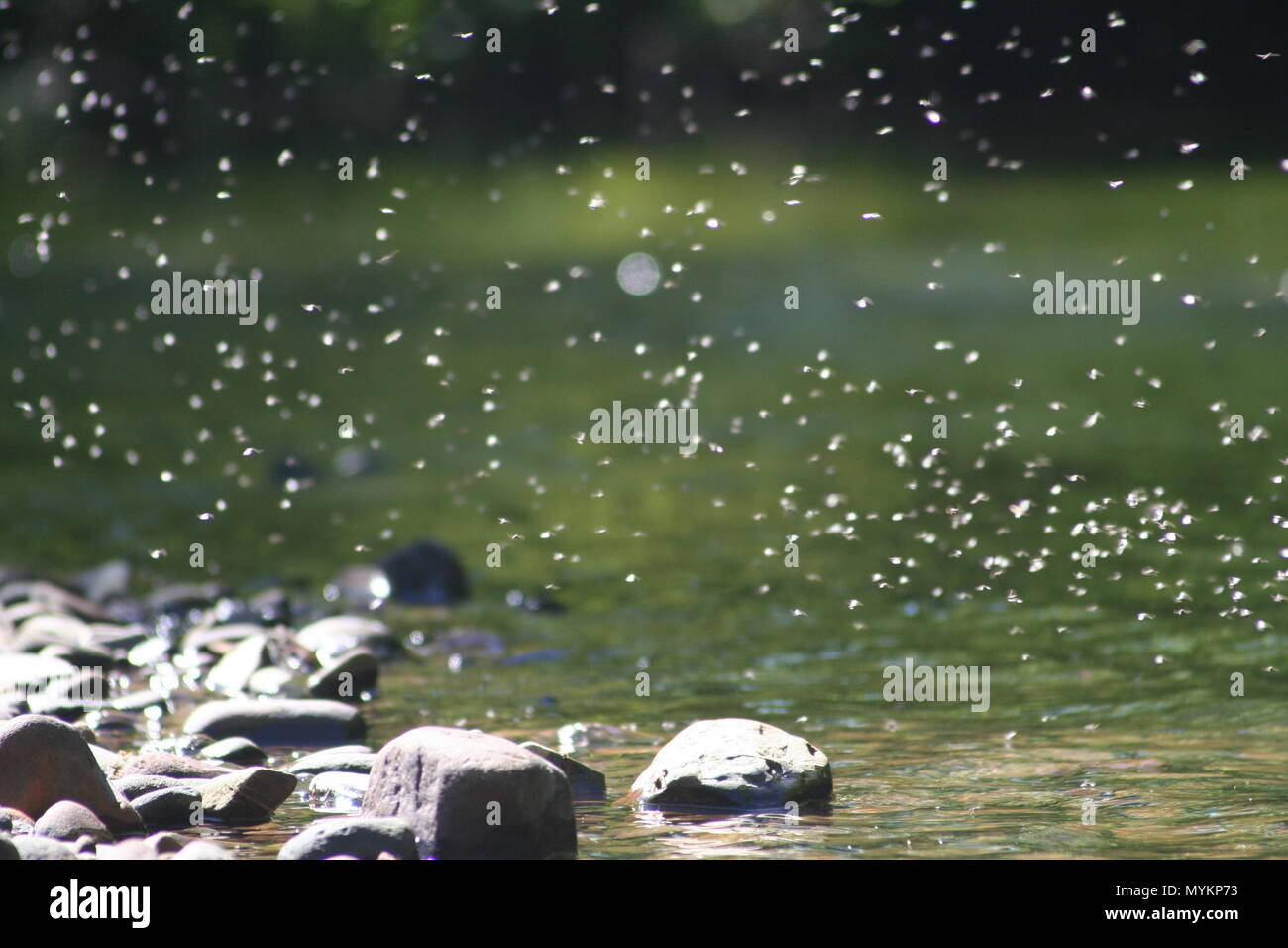 Alive with insects hi-res stock photography and images - Alamy