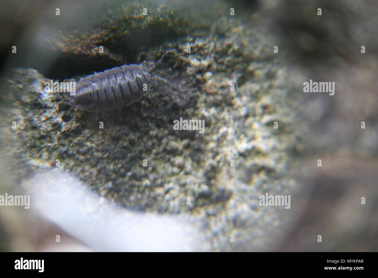 animals under glass Stock Photo - Alamy