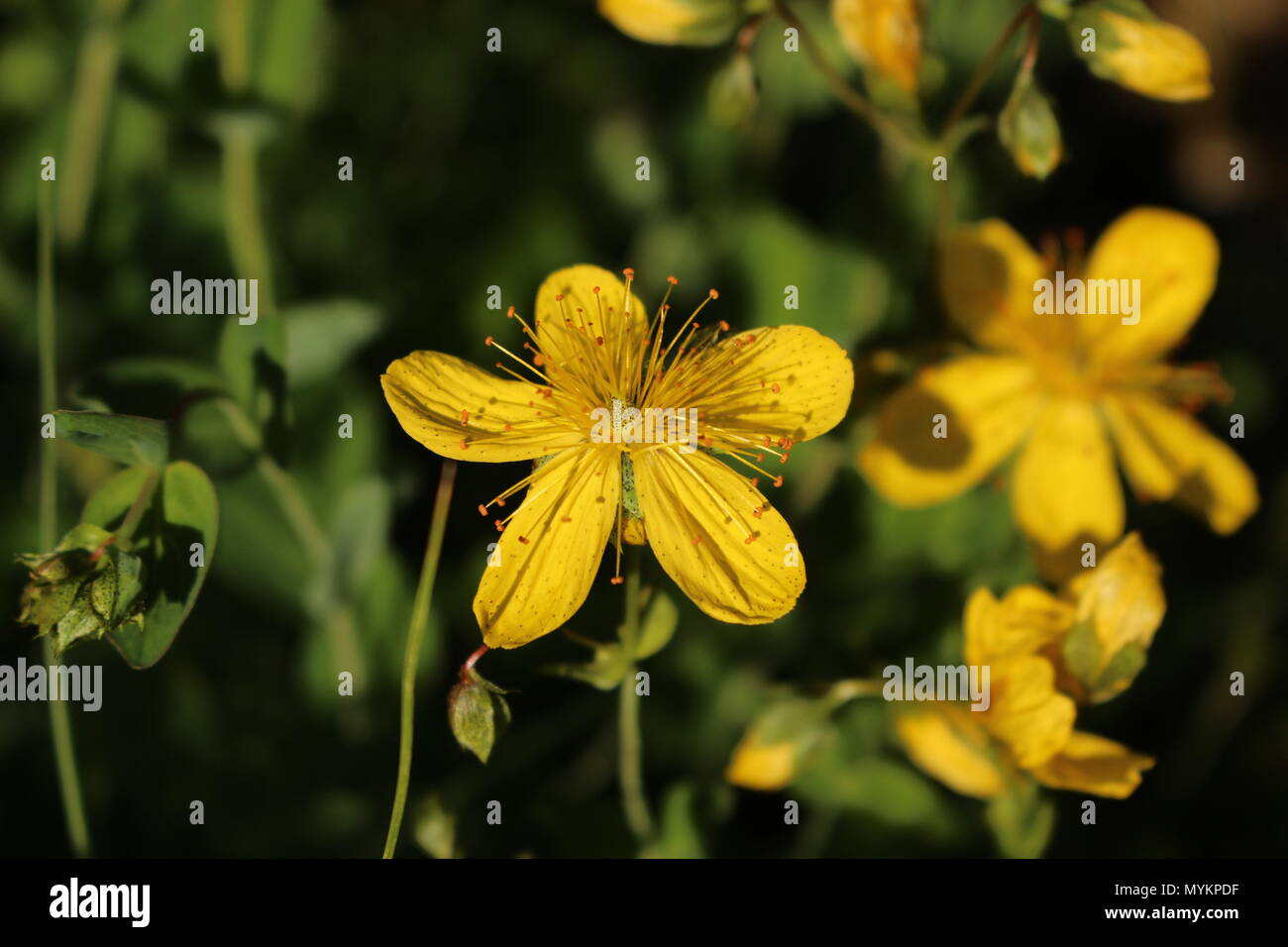 Single flower of Hypericum perforatum Stock Photo - Alamy