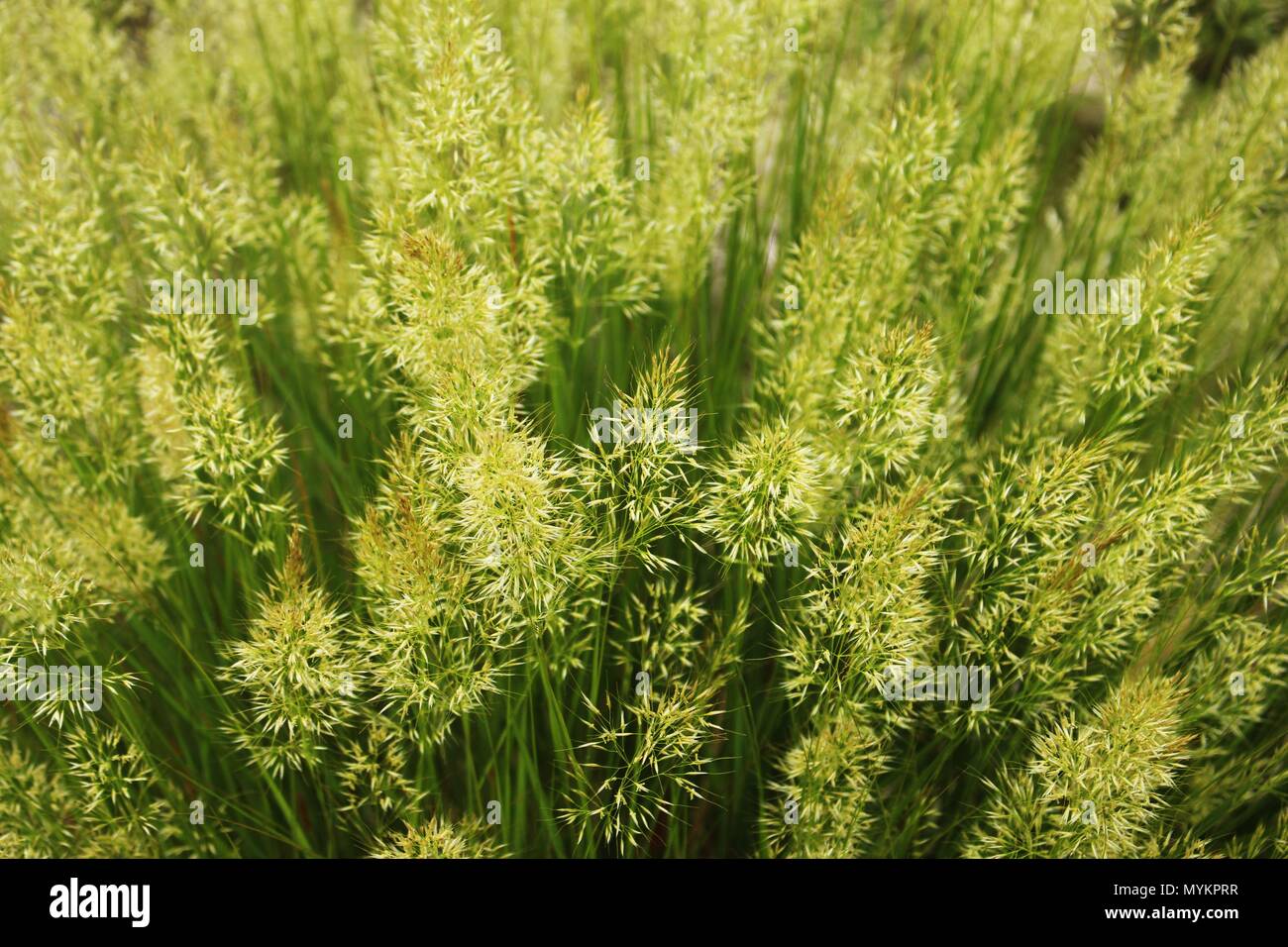 Flowers of spear grass (Achnatherum calamagrostis Stock Photo - Alamy