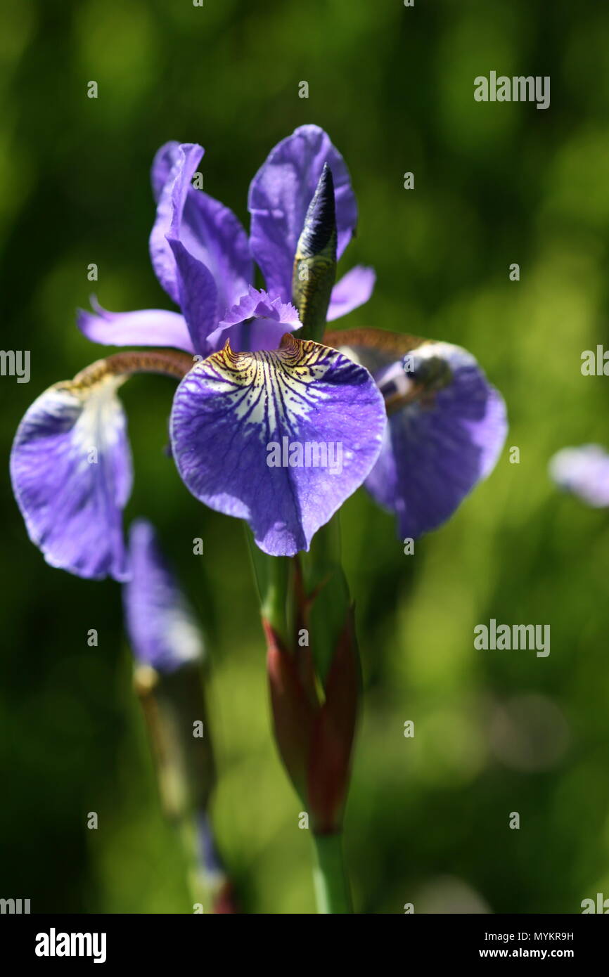Botany Iridaceae Iris High Resolution Stock Photography and Images - Alamy