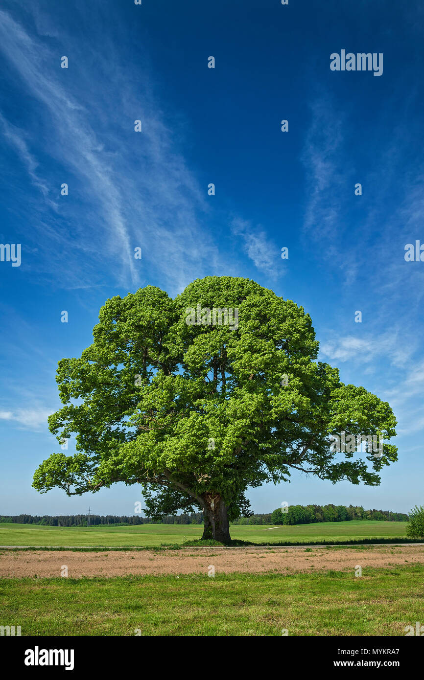 Old linden tree with a cross hi-res stock photography and images - Alamy