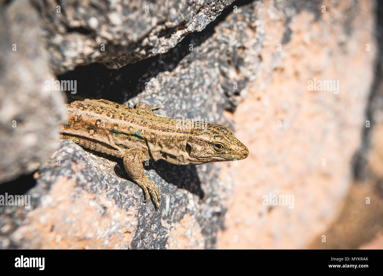 Canarian Lizard (Gallotia galloti) looks out from rock ledge, Tenerife ...