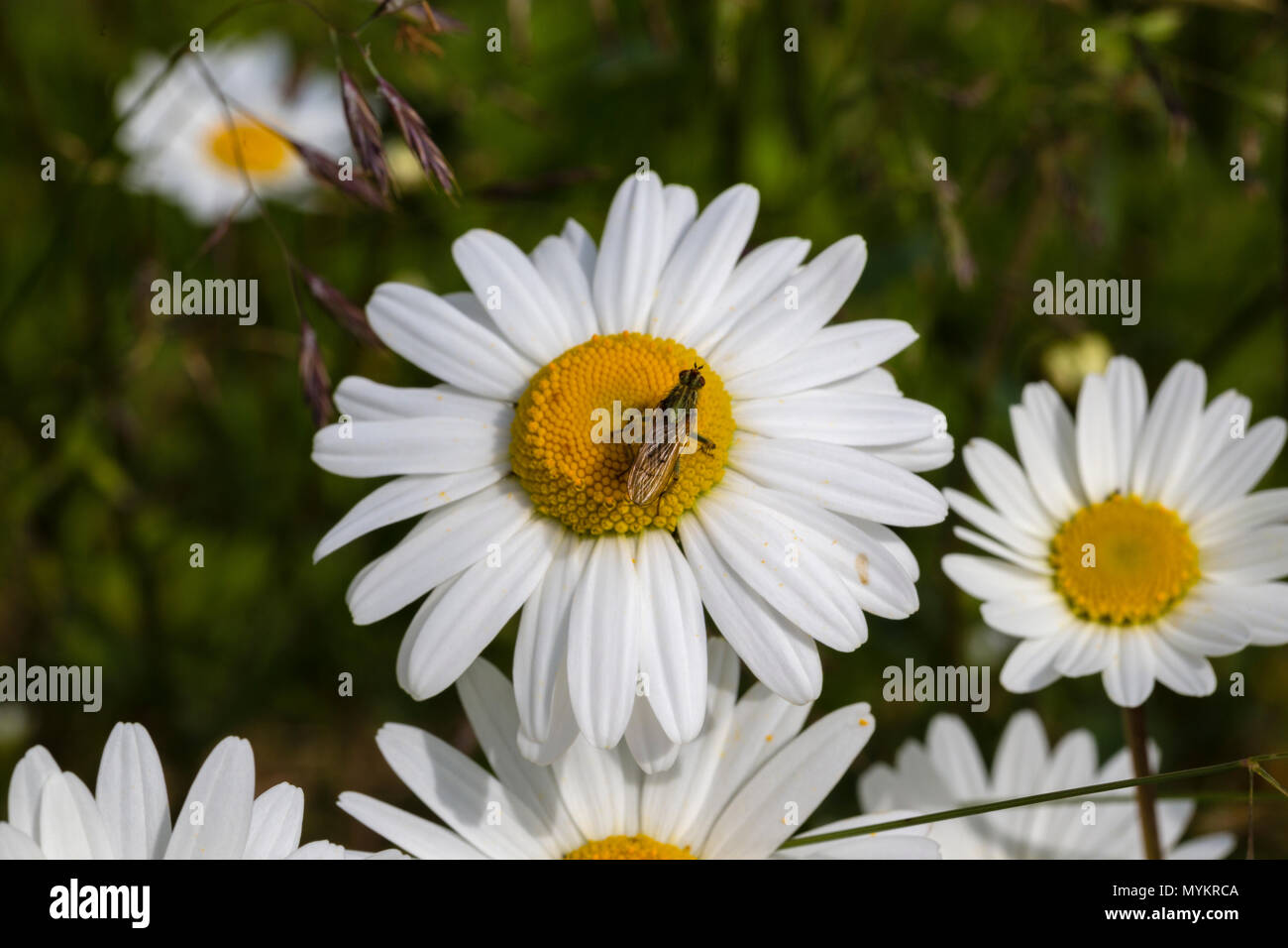 Daisy flowers growing wild in garden Stock Photo - Alamy