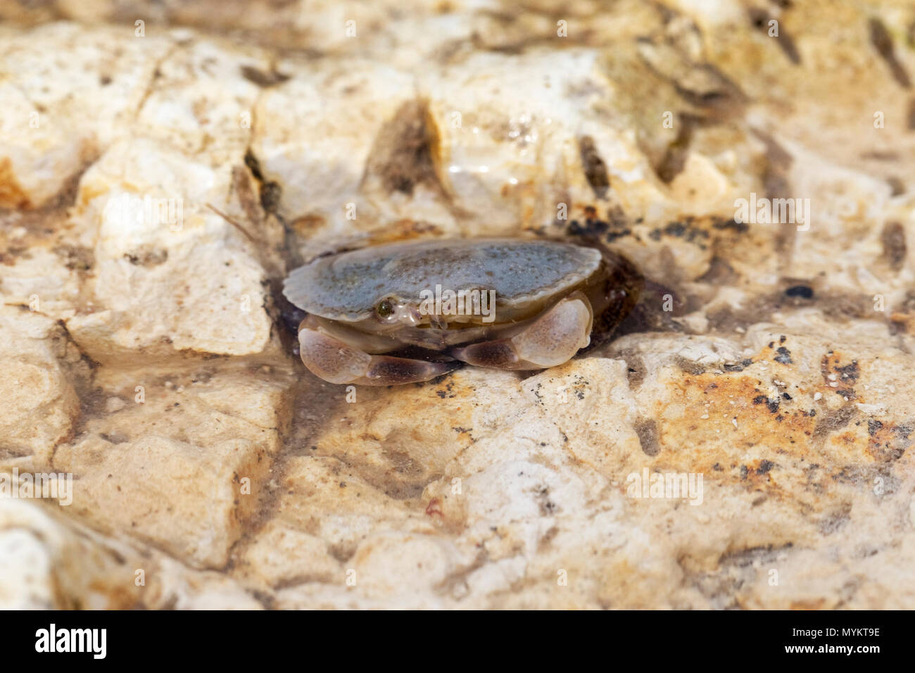 Edible Crab (Cancer pagurus Stock Photo - Alamy