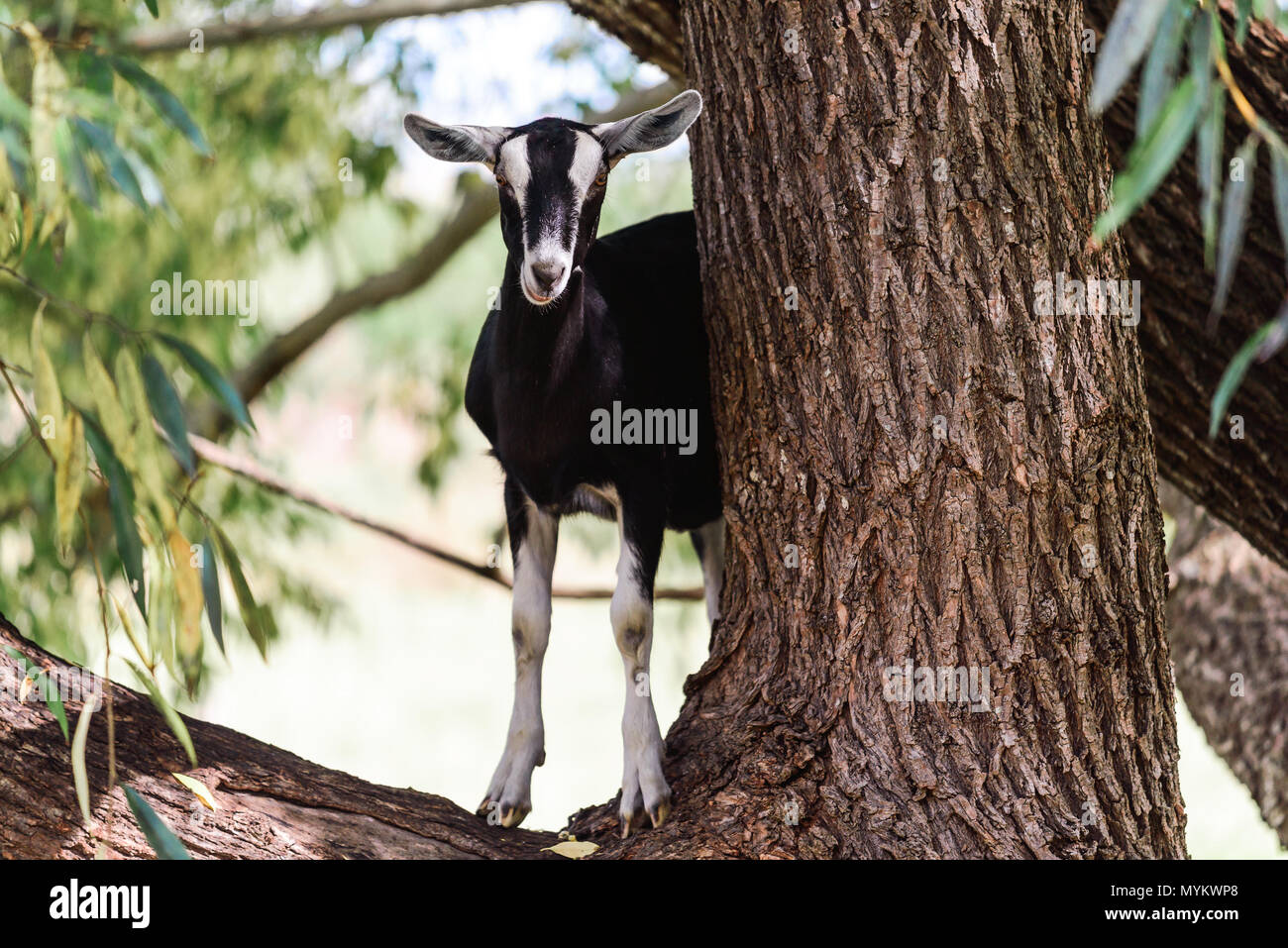 Australian dairy goat hi-res stock photography and images - Alamy