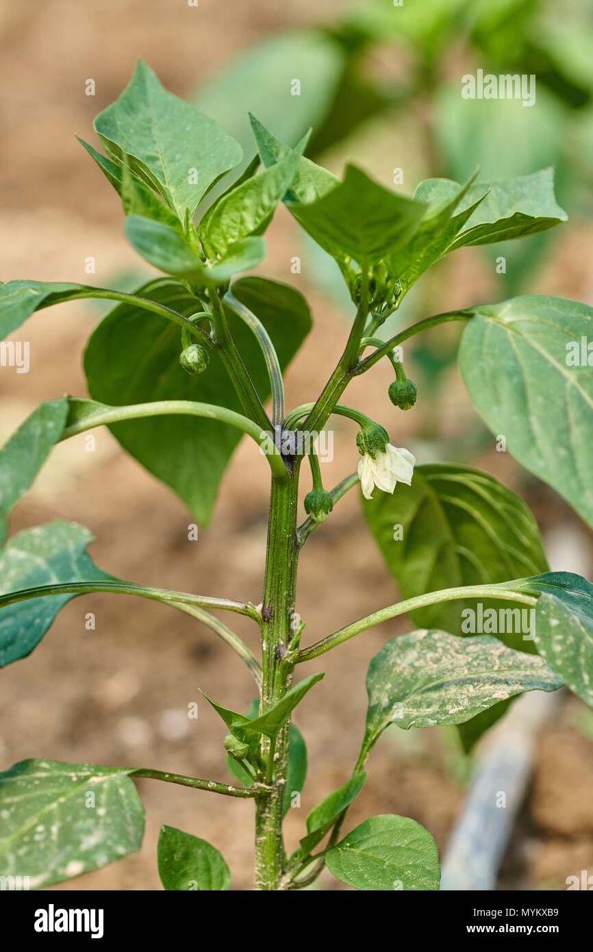 Bell Pepper Flower