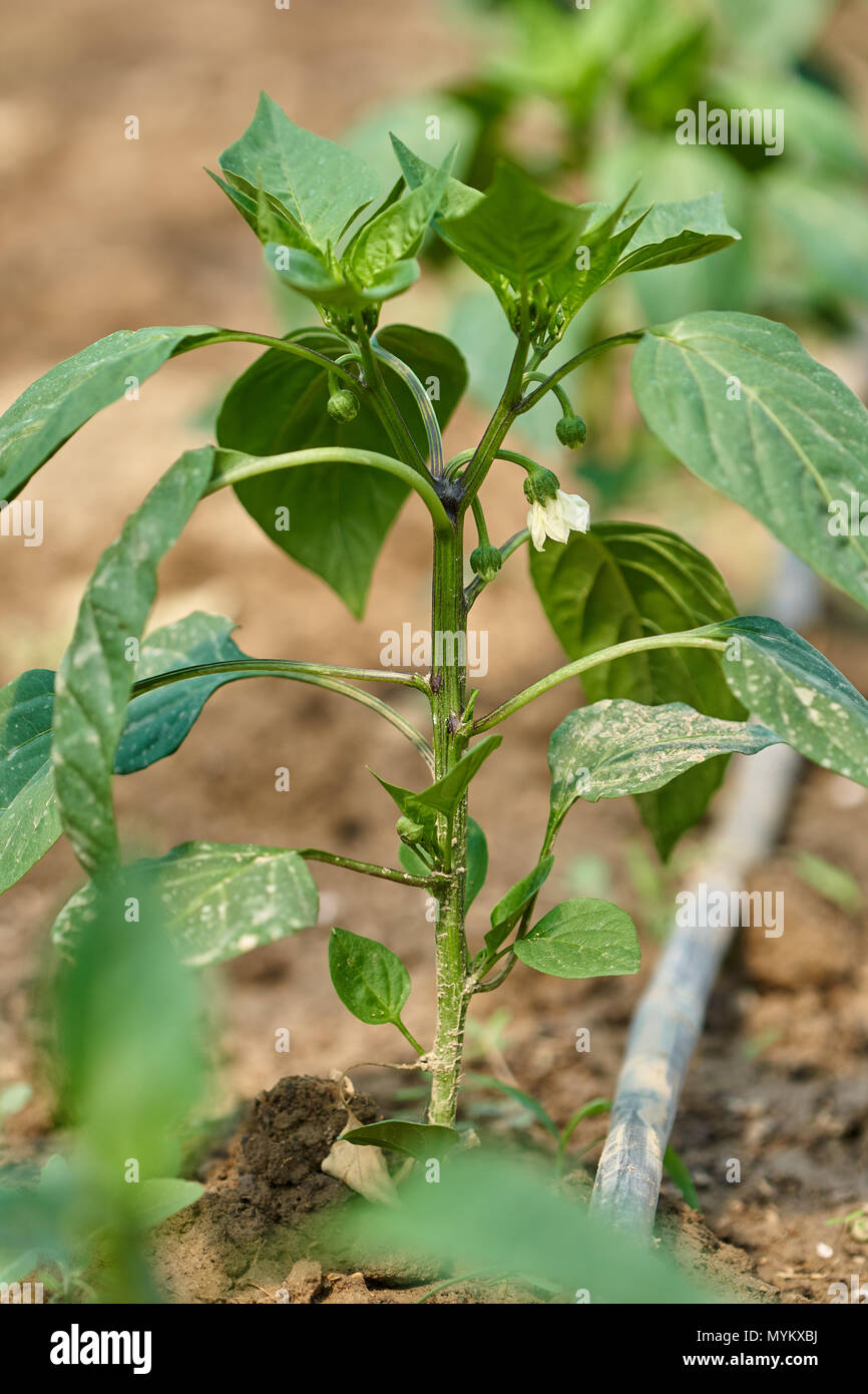 Bell pepper flower hi-res stock photography and images - Alamy