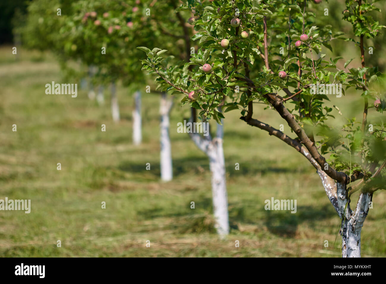Orchard of apple trees in the early summer Stock Photo - Alamy