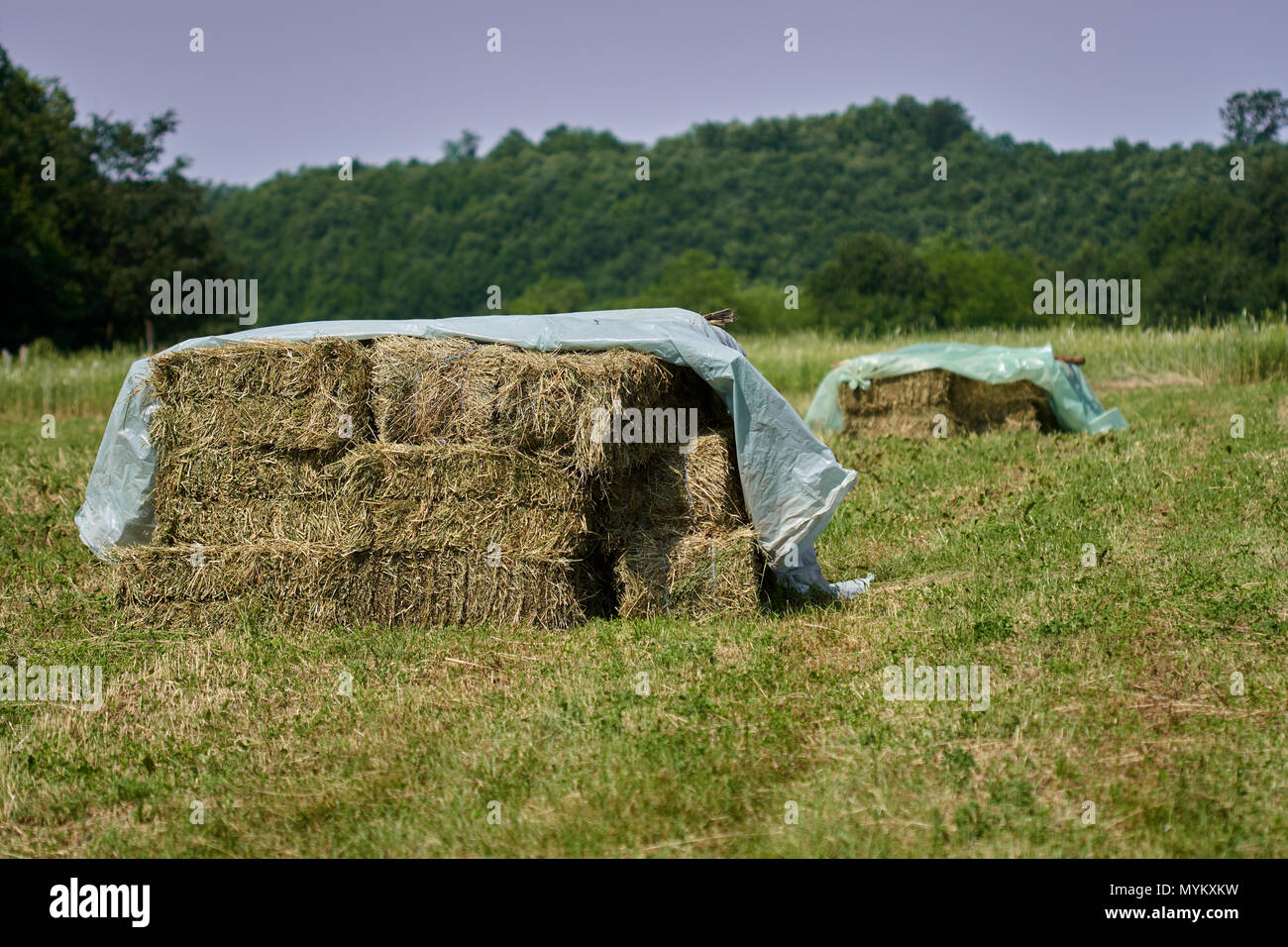 Orchard grass hay hi-res stock photography and images - Alamy